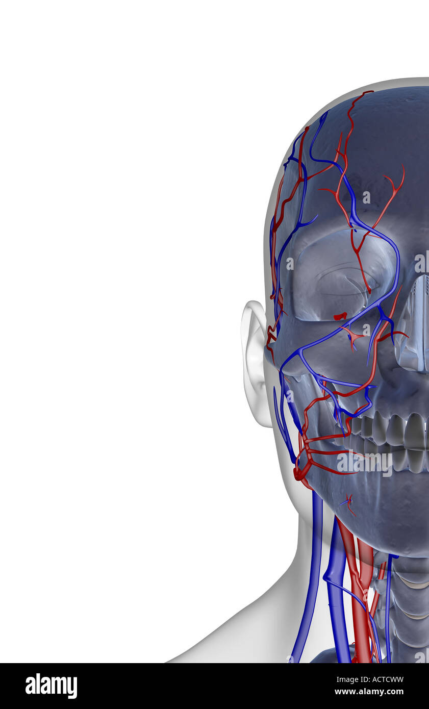 Blood supply face hi-res stock photography and images - Alamy