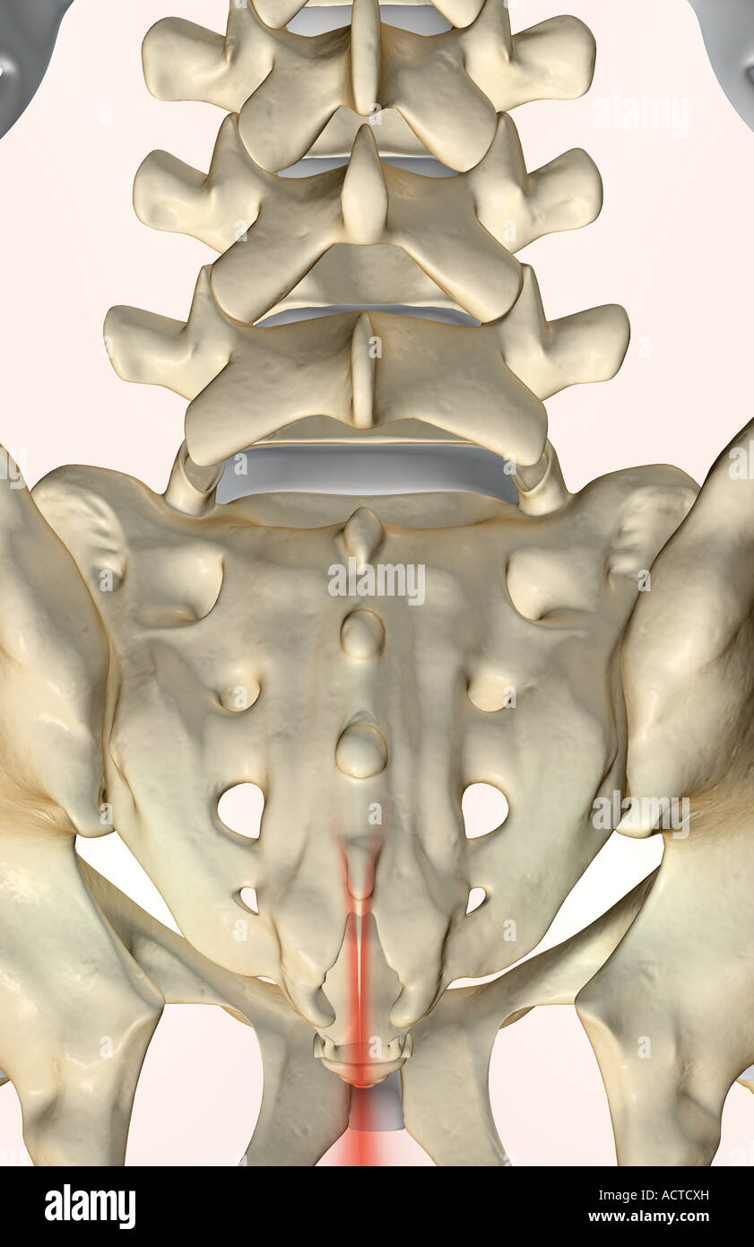 Sacral foramen hi-res stock photography and images - Alamy