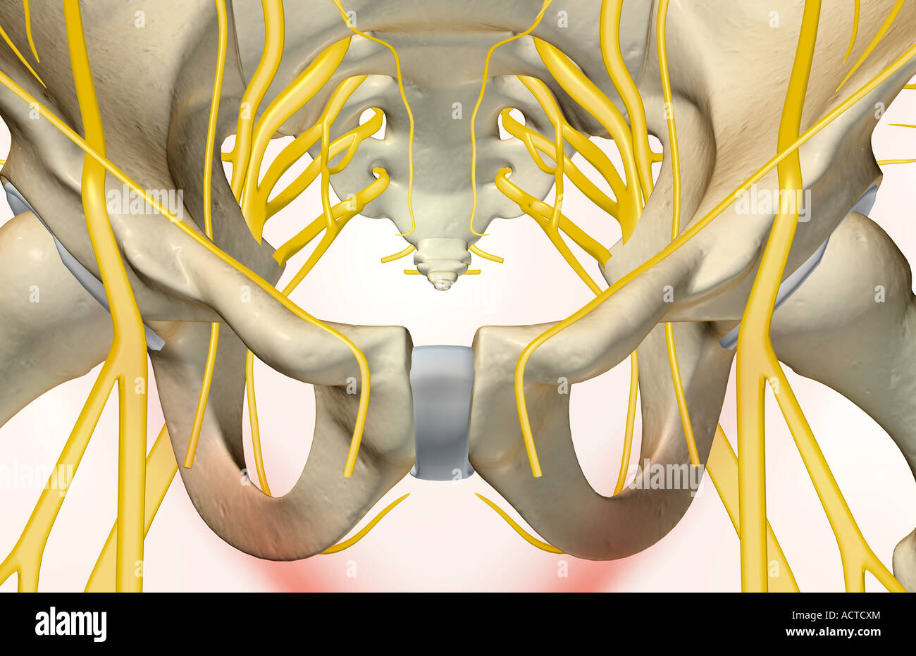 The nerves of the pelvis Stock Photo - Alamy