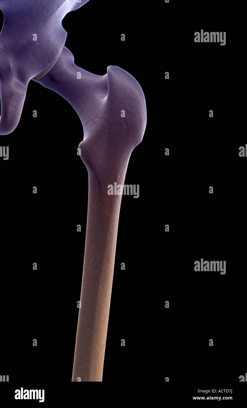 The bones of the hip Stock Photo - Alamy