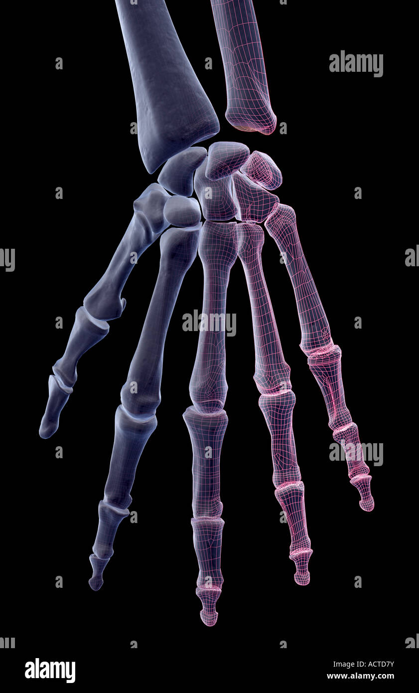 The bones of the hand Stock Photo - Alamy