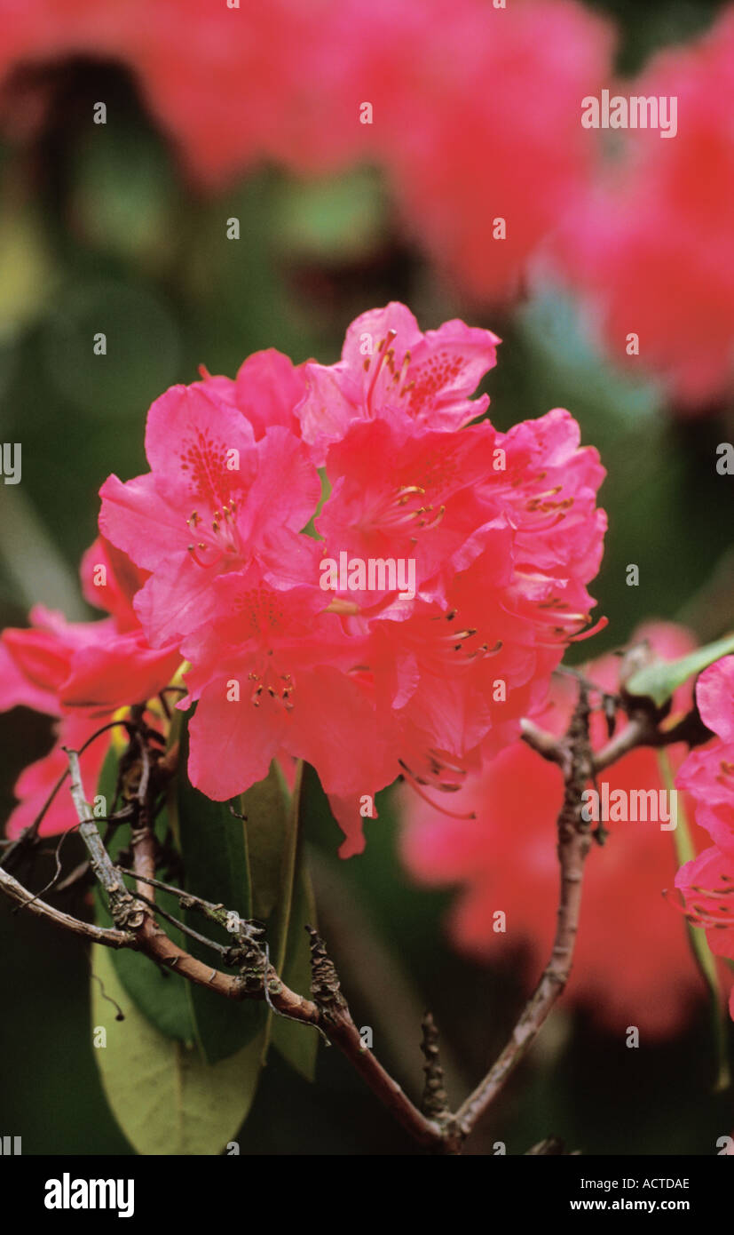 Botanical Gardens England Rhododendron Cynthia Stock Photo - Alamy