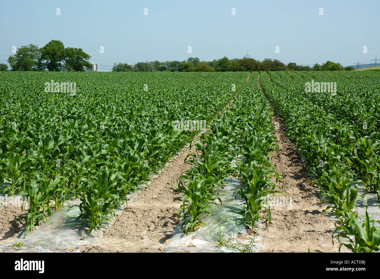 Corngrowing hi-res stock photography and images - Alamy