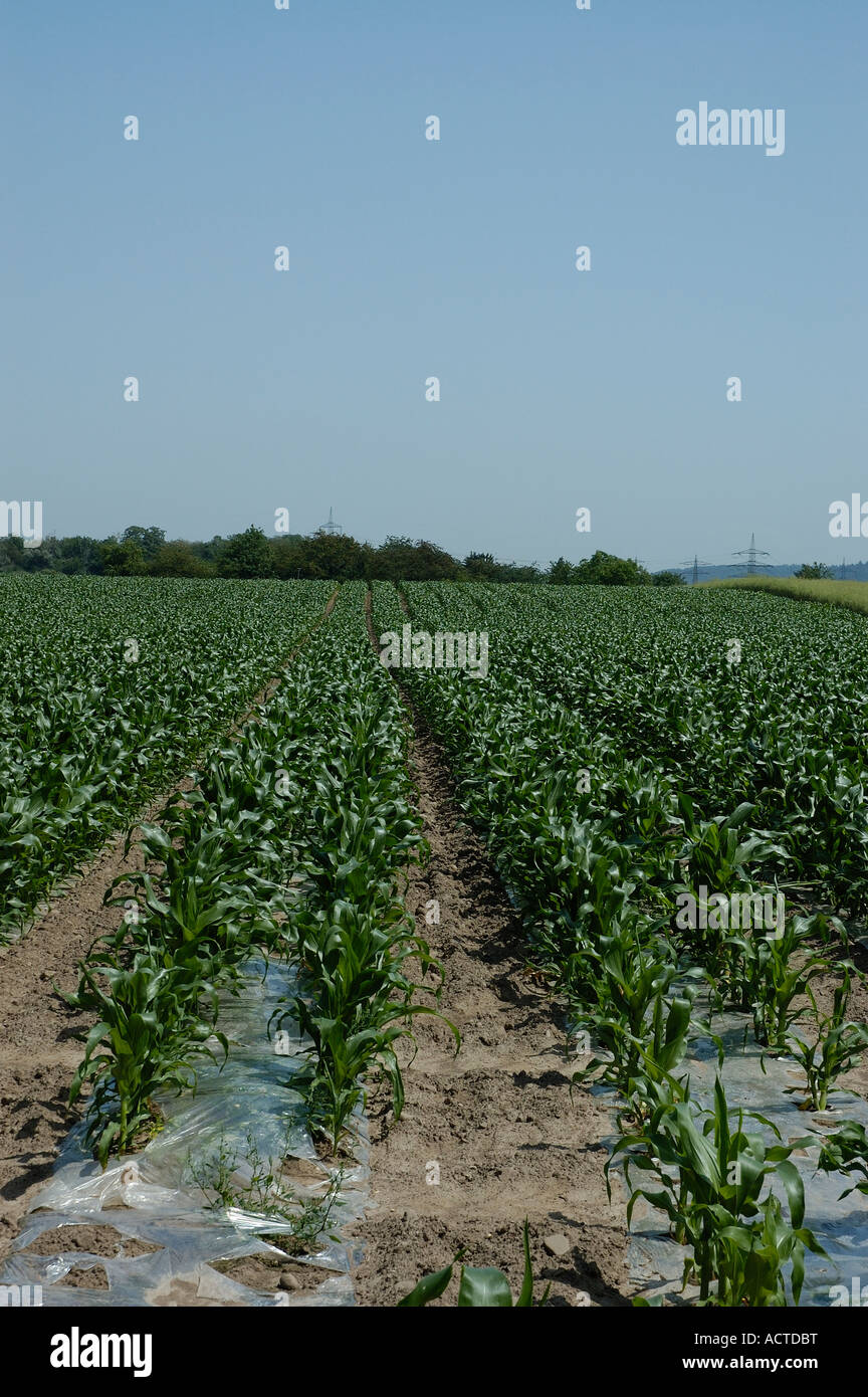 Spring corn field growing Stock Photo - Alamy