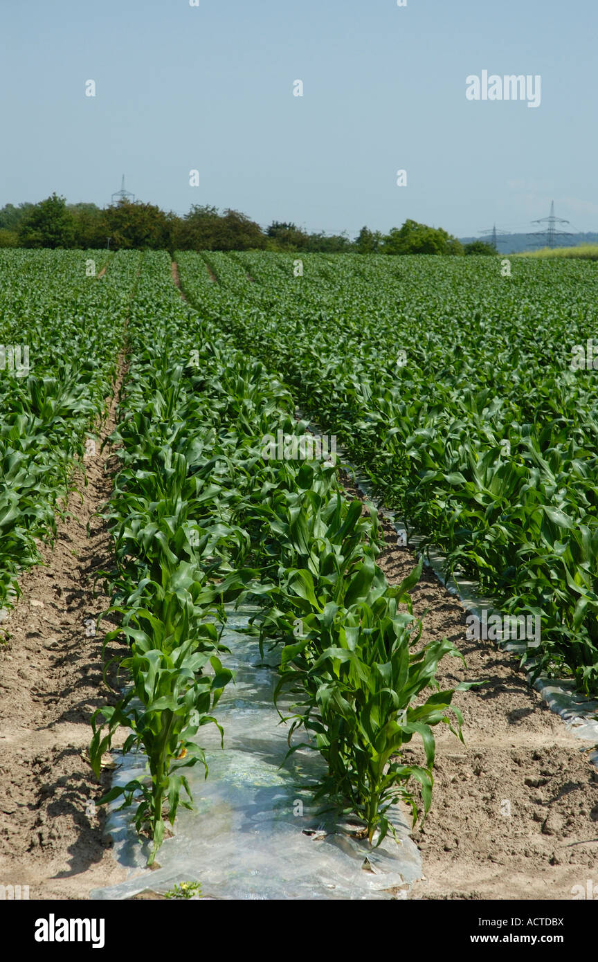Spring corn field Stock Photo - Alamy