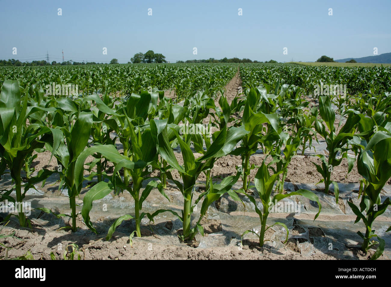 Spring corn field Stock Photo - Alamy