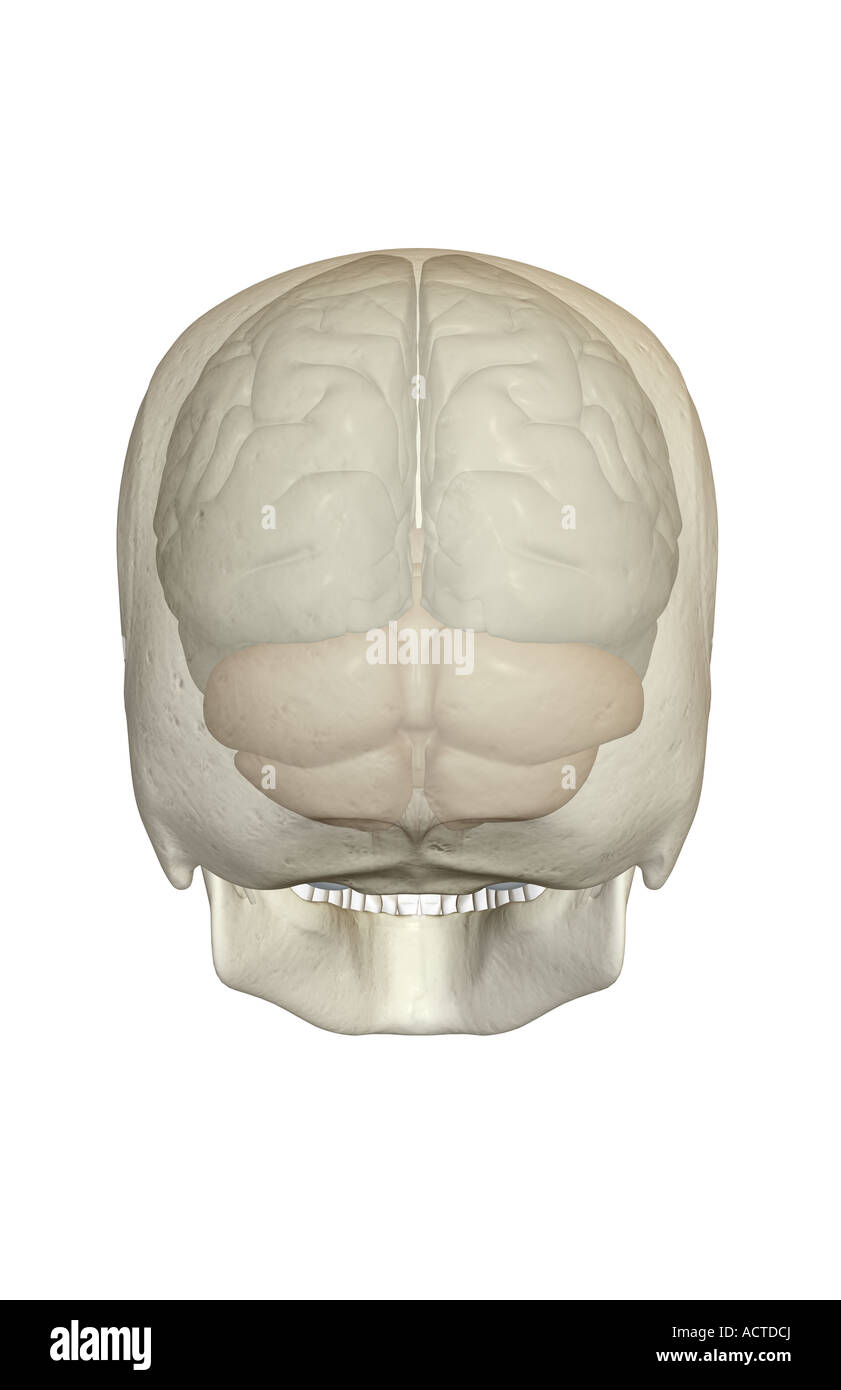 Realistic brain Cut Out Stock Images & Pictures - Alamy