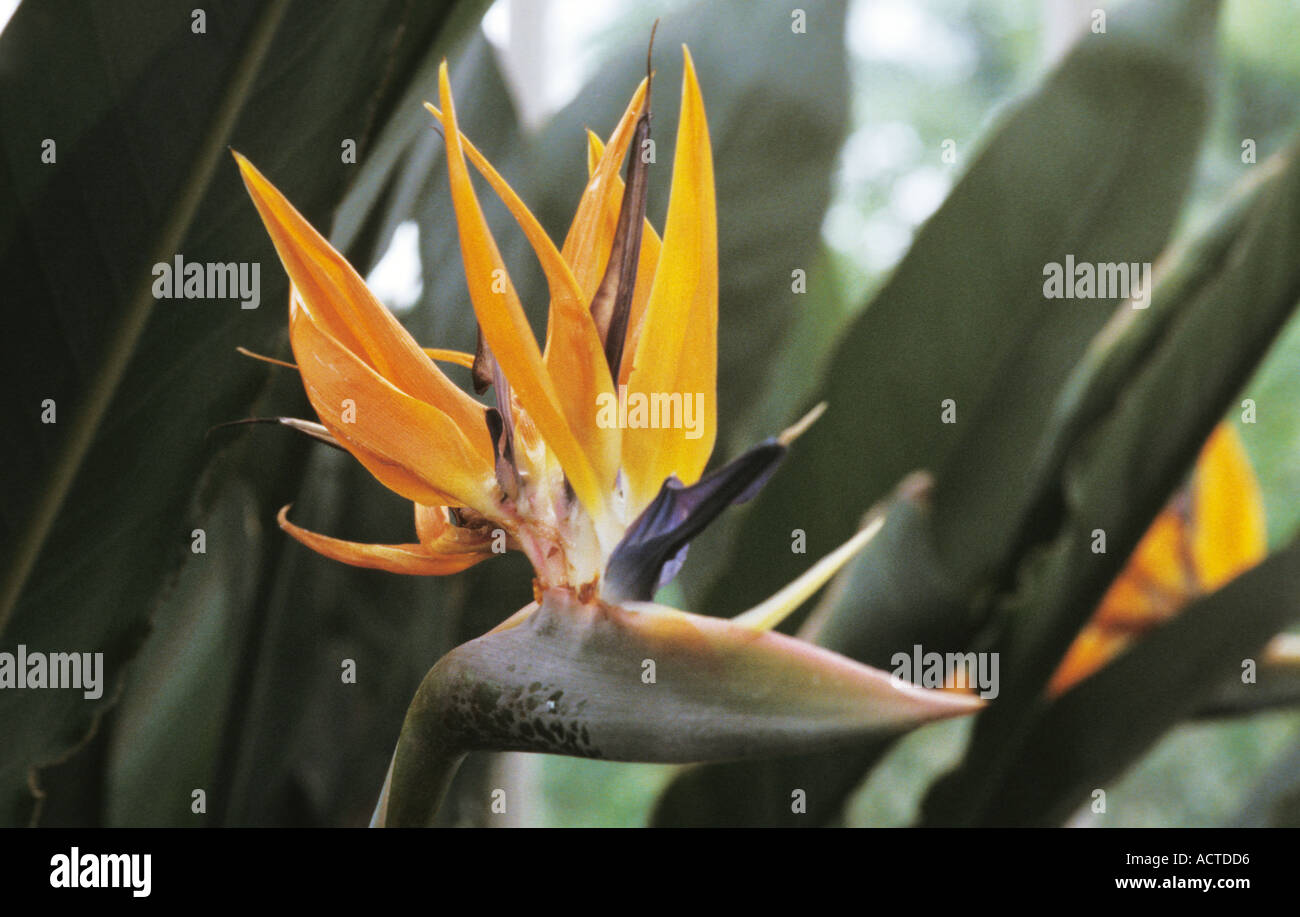 Botanical Gardens England Strelitzia reginae Bird of Paradise Flower ...