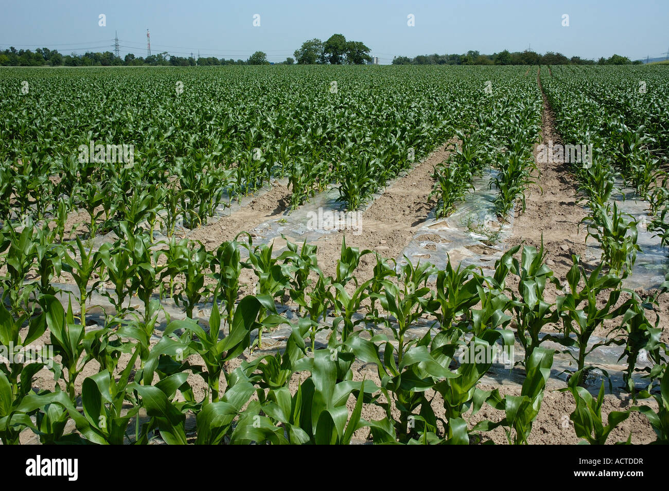 Spring corn field Stock Photo - Alamy