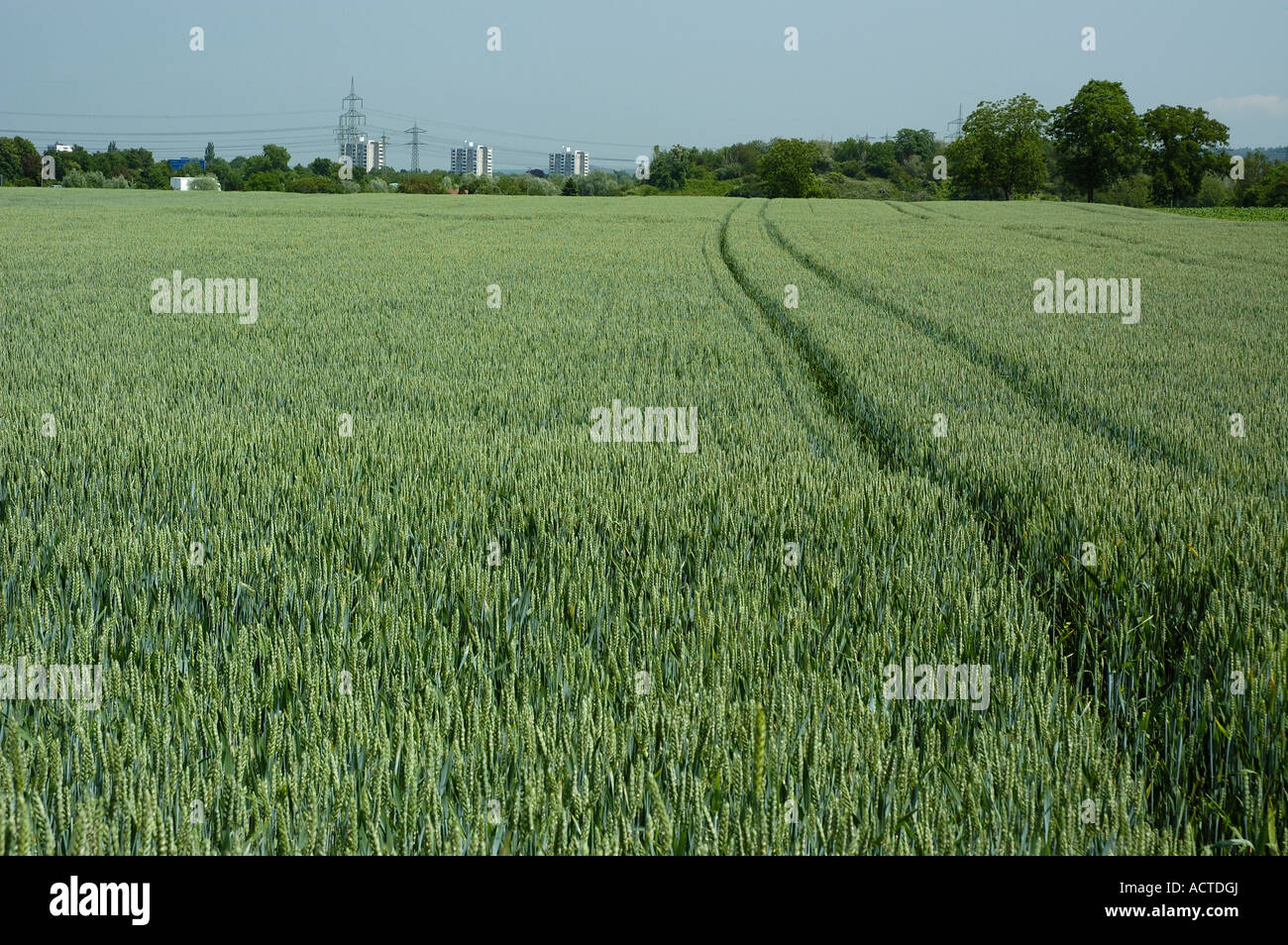 Wheat field growing Stock Photo - Alamy