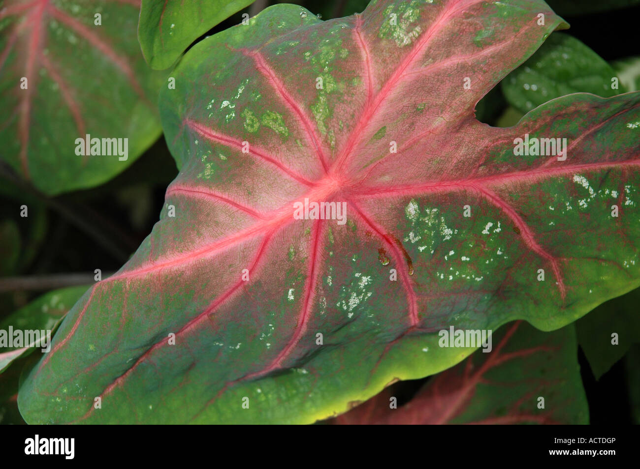 Red color caladium hi-res stock photography and images - Alamy