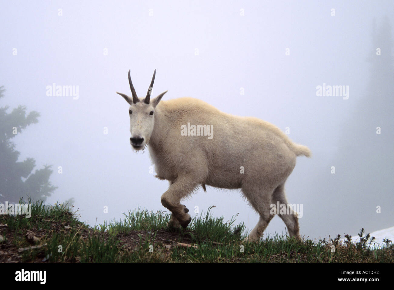 Female Mountain Goat in Bailey Range Oreamnos americanus, Olympic ...