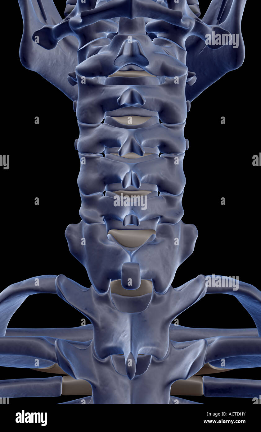 The bones of the neck Stock Photo - Alamy
