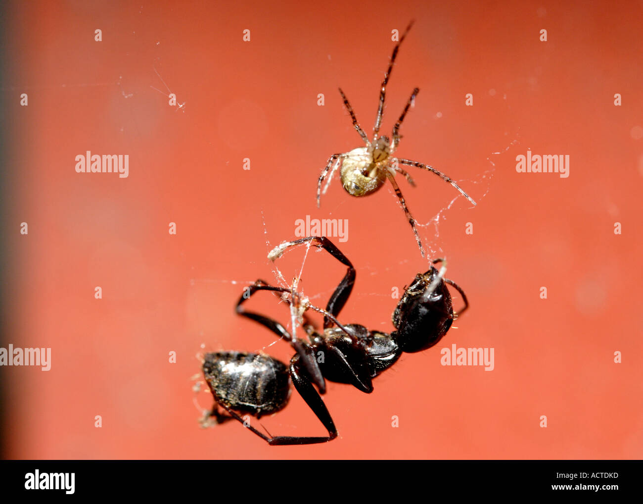 A spider captures a carpenter ant in its web Stock Photo - Alamy