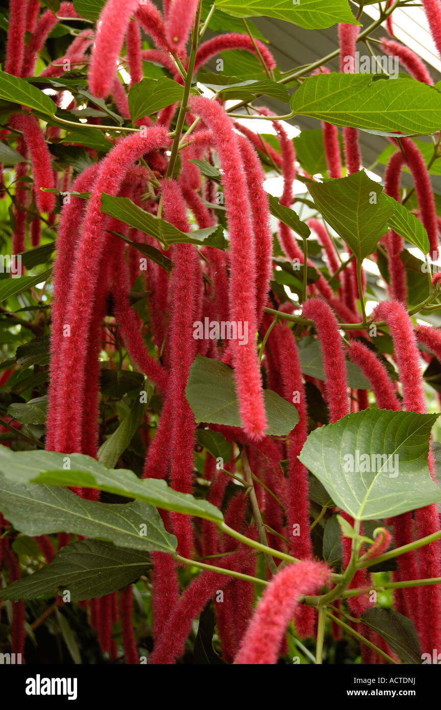 Medusa plant hi-res stock photography and images - Alamy