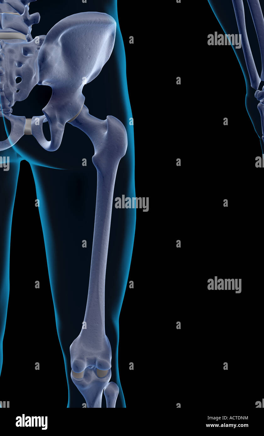 The bones of the hip and lower limb Stock Photo - Alamy
