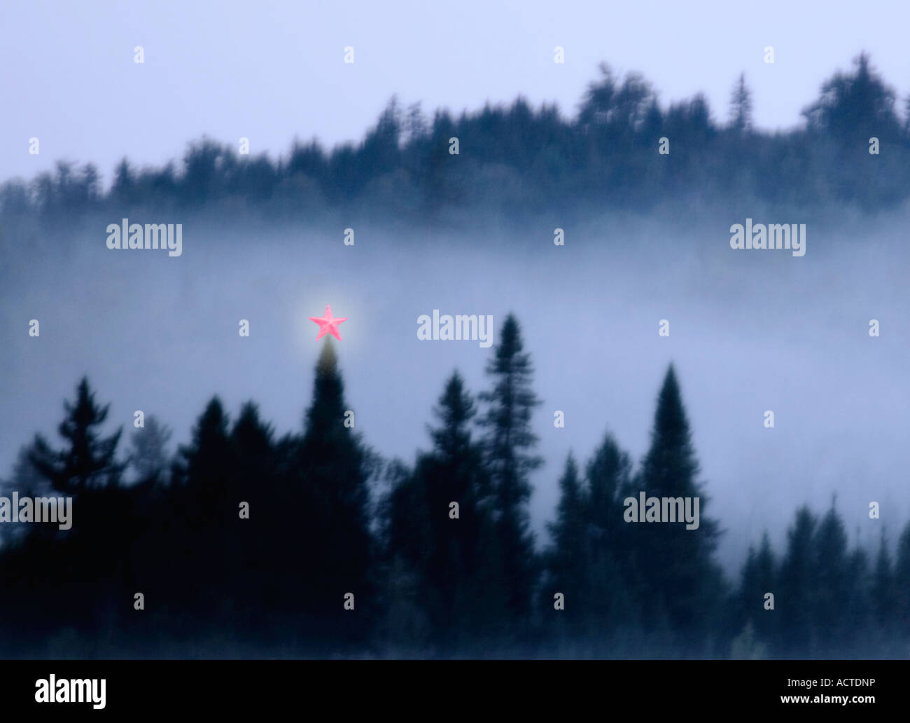 Christmas star on evergreen tree Stock Photo - Alamy