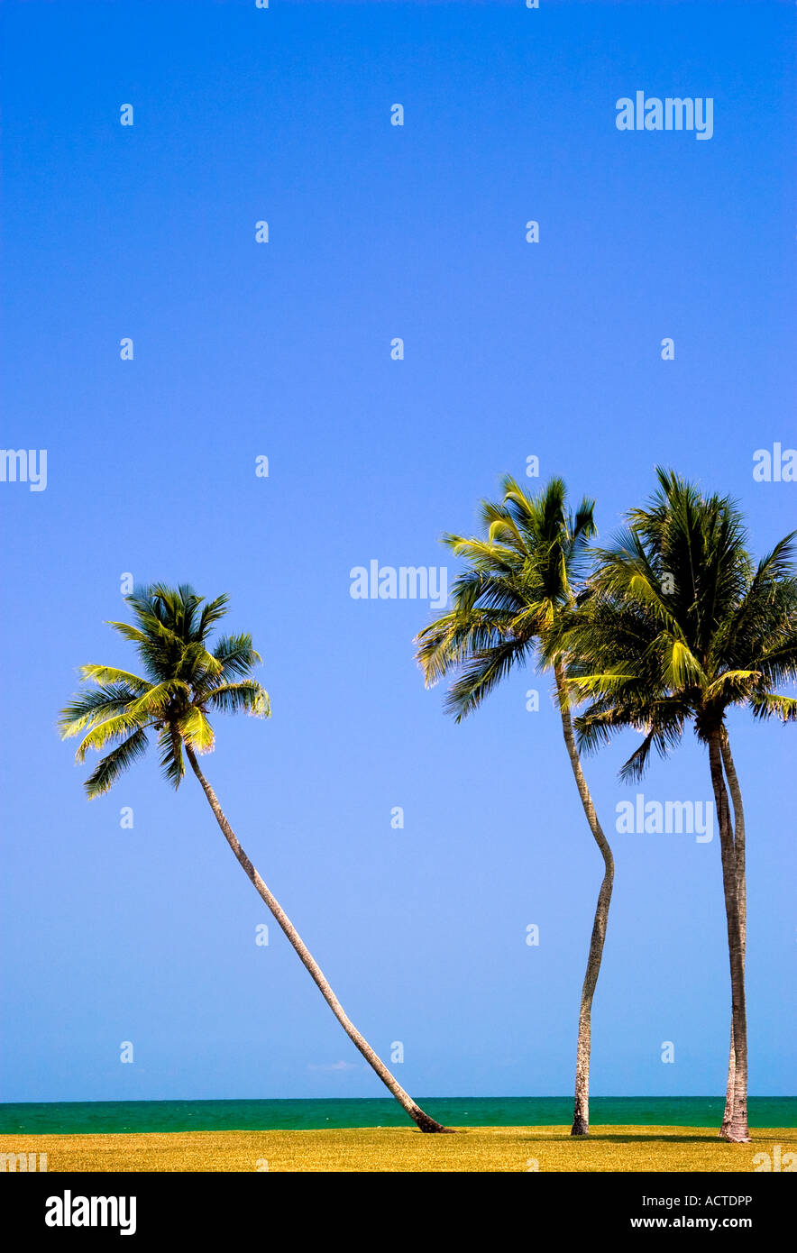 tilted palm trees Stock Photo - Alamy
