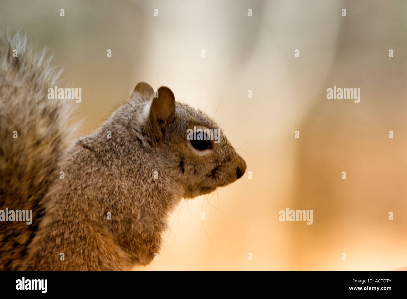 Frightened squirrel hi-res stock photography and images - Alamy