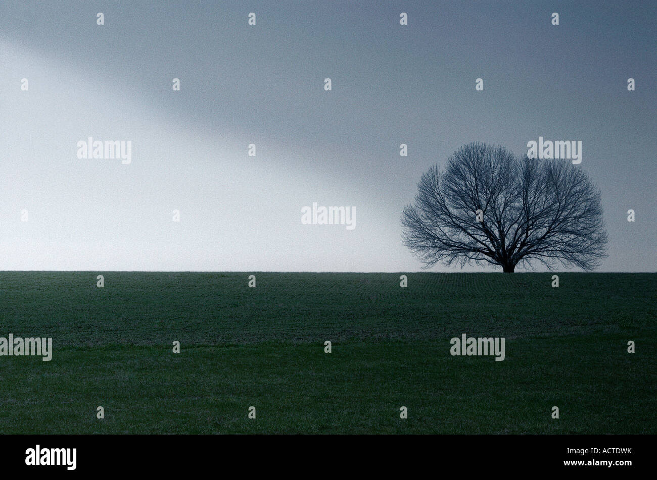 Graphic image of solitary tree in field with evening sky Stock Photo ...