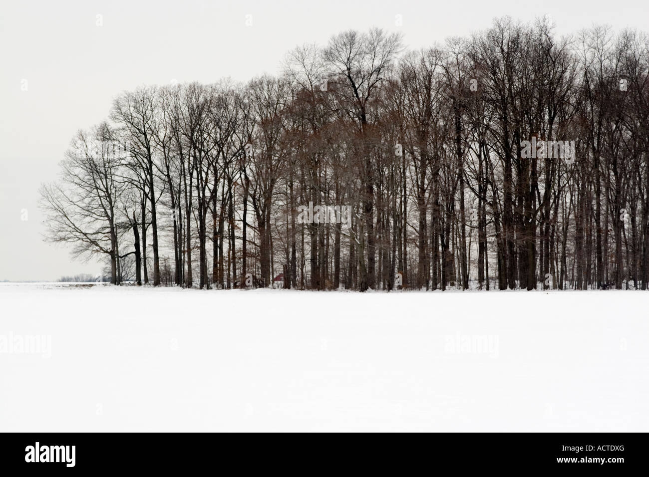 Winter woods upon snow hi-res stock photography and images - Alamy