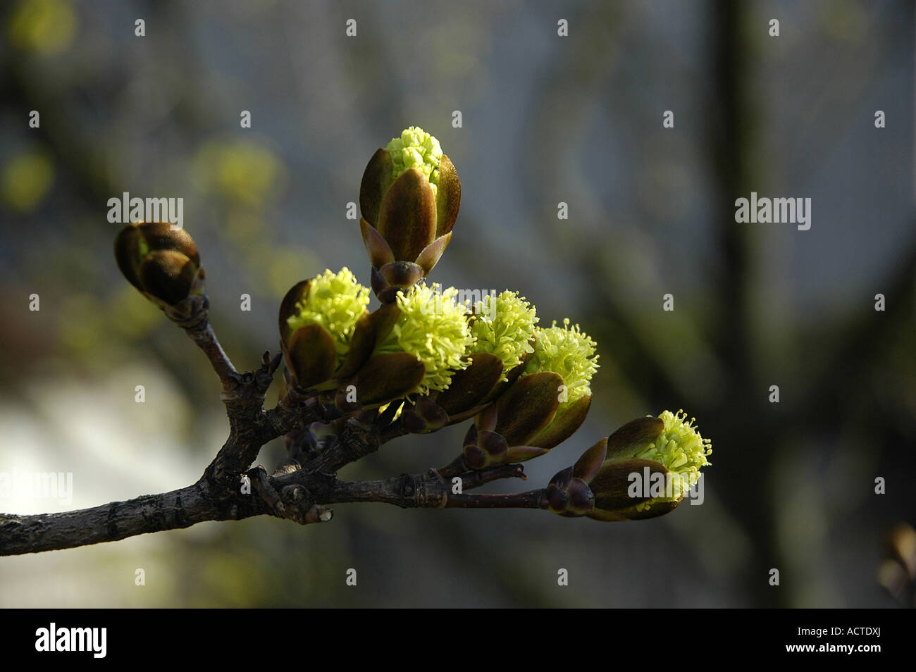 The buds are waking up hi-res stock photography and images - Alamy