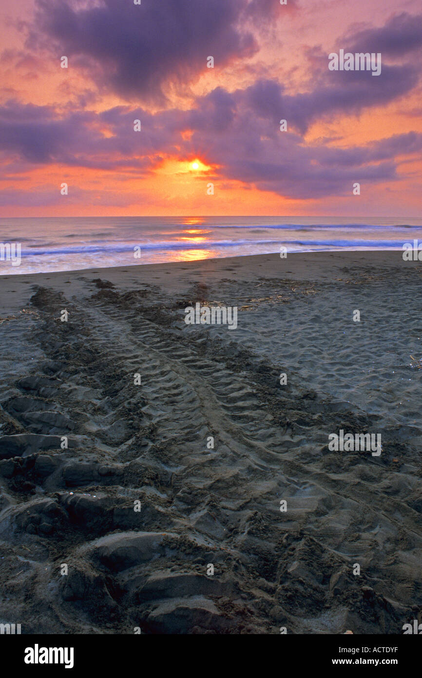 Leatherback Turtle track leading back to the caribbean sea at sunrise ...