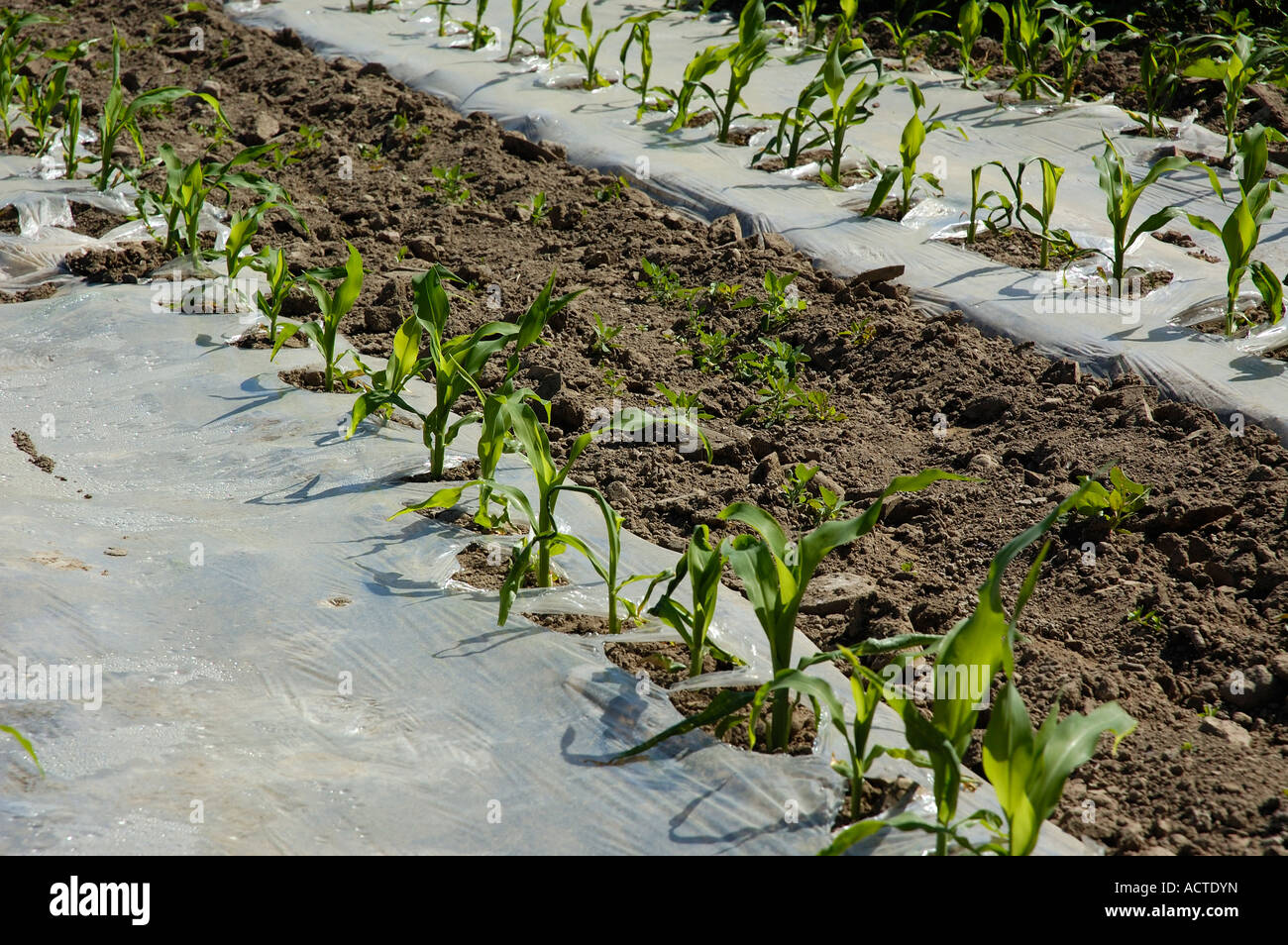 Spring corn field Stock Photo - Alamy