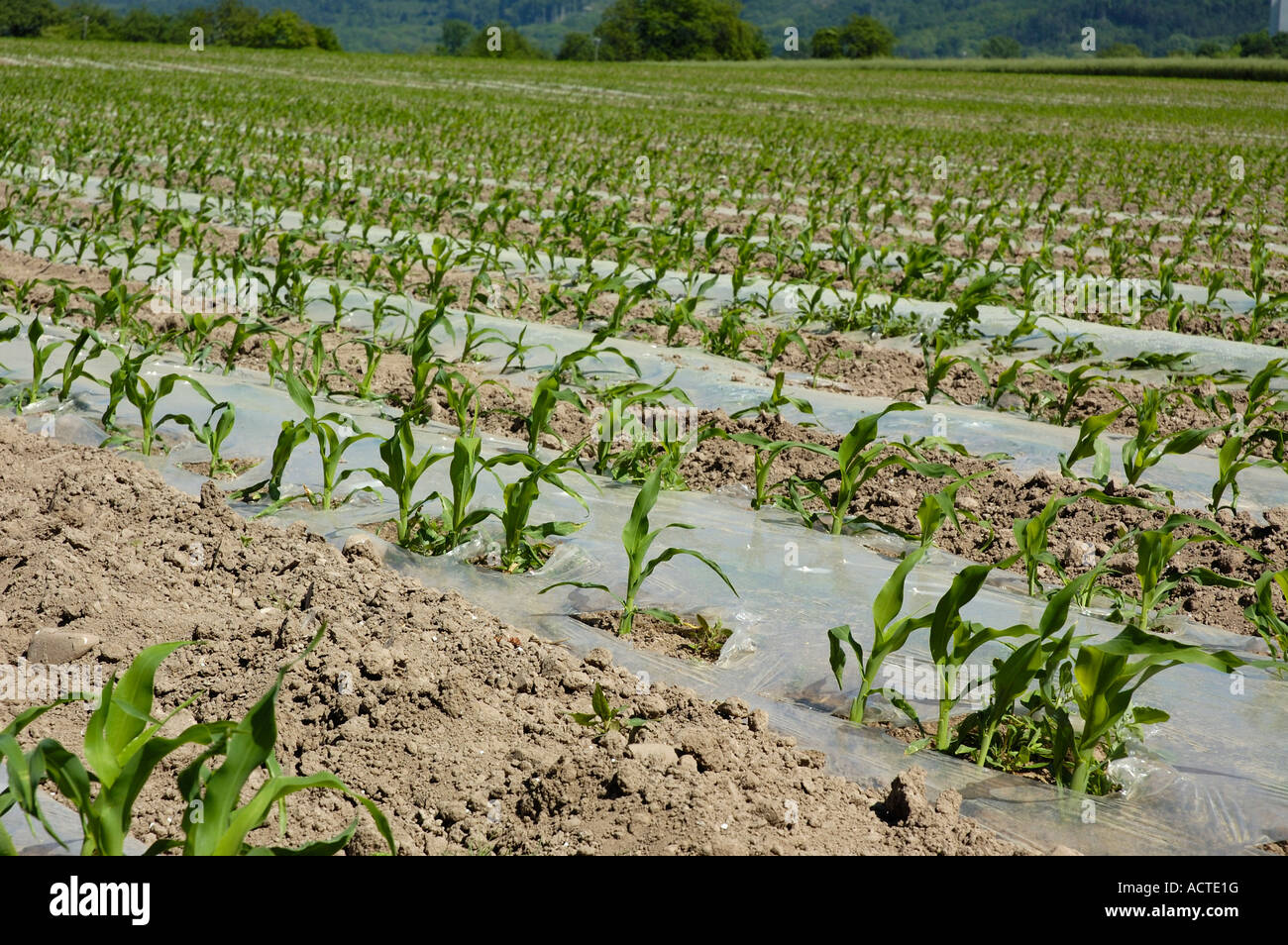 Spring corn field Stock Photo - Alamy