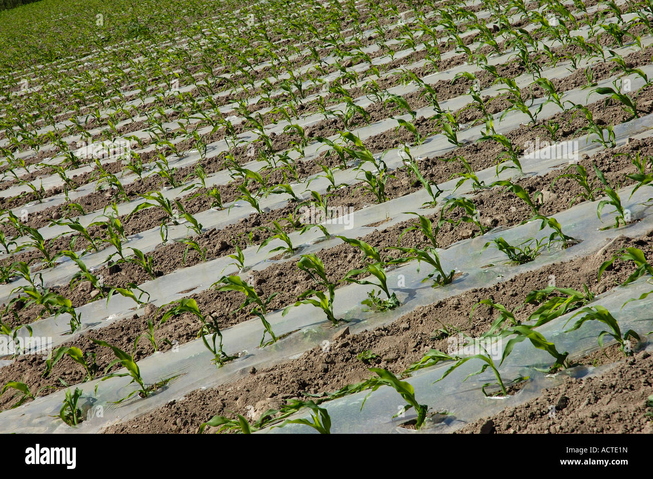 Spring corn field Stock Photo - Alamy