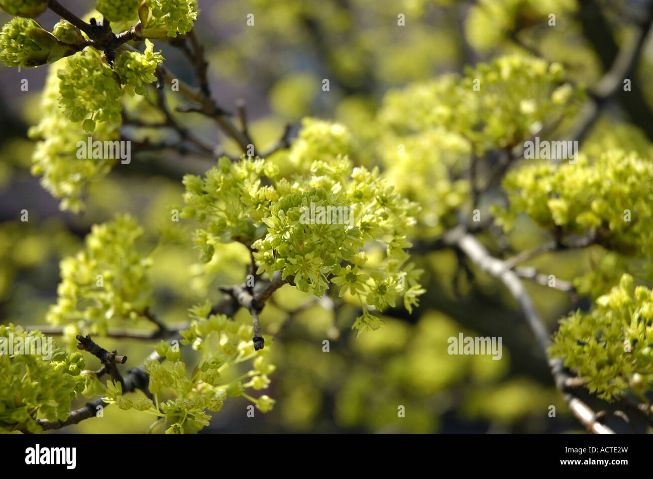 Tree bud awakening in spring Stock Photo - Alamy