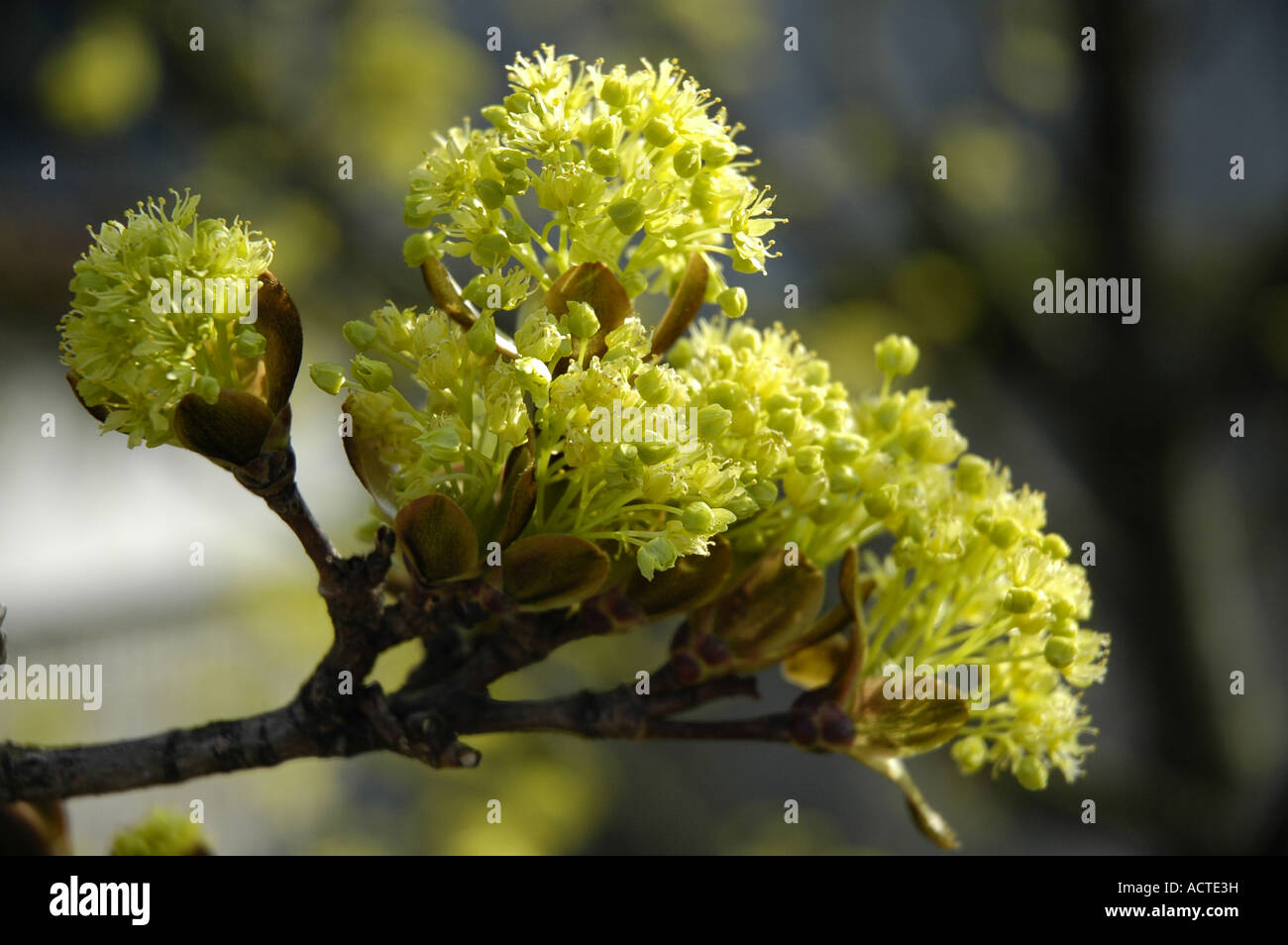 Tree bud awakening in the spring Stock Photo - Alamy