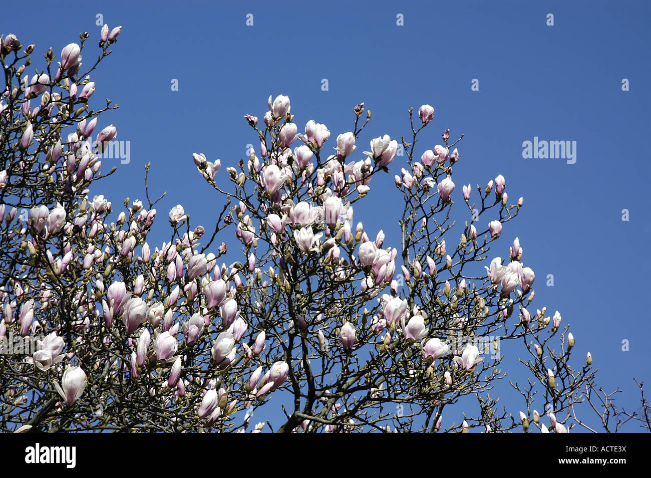 Budding magnolia trees hi-res stock photography and images - Alamy