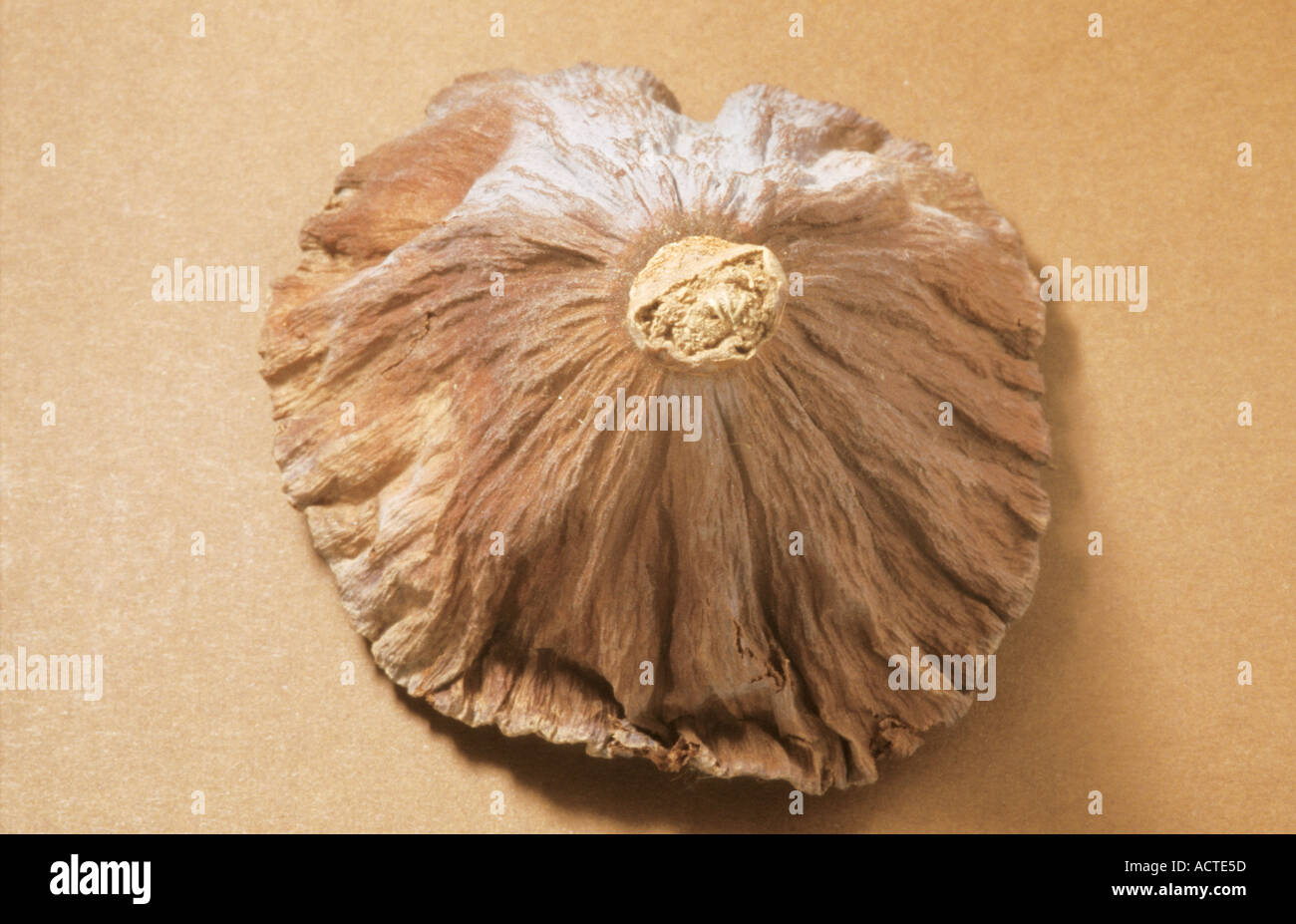 Botanical Gardens England Dried Seed Pod Stock Photo - Alamy