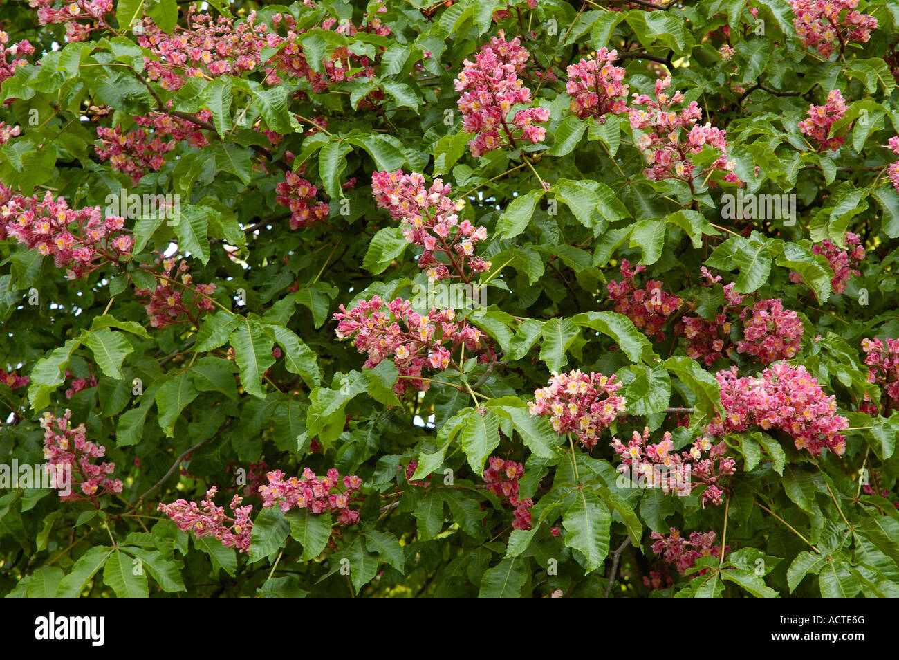 Pink chestnut tree hi-res stock photography and images - Alamy