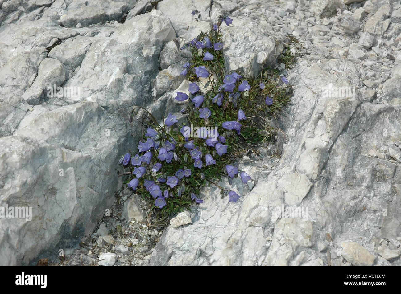 Alpine bluebells hi-res stock photography and images - Alamy