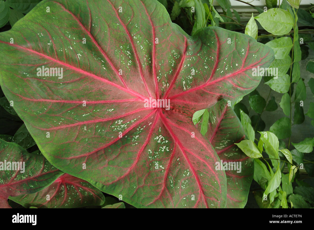 Caladiums hi-res stock photography and images - Alamy