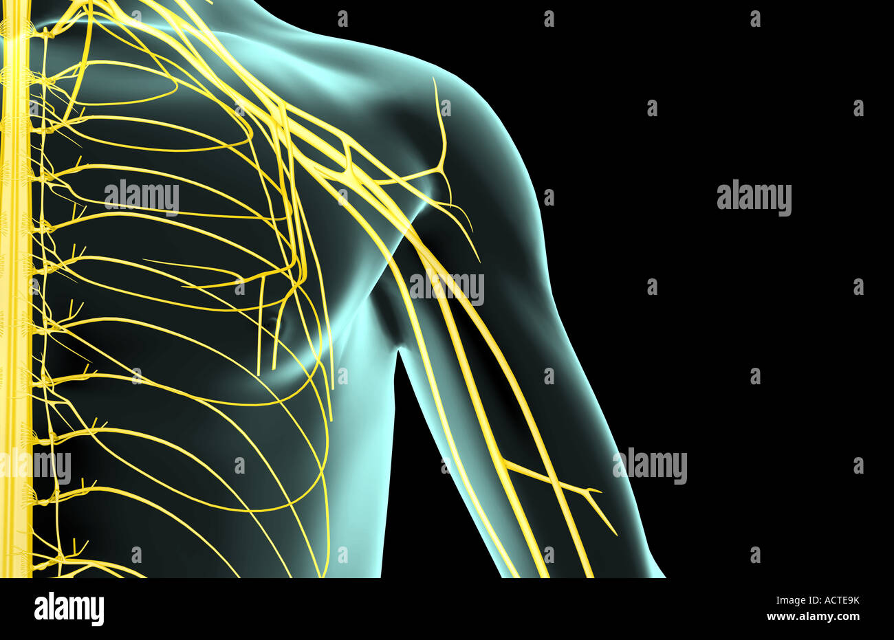 Axillary nerve shoulder hi-res stock photography and images - Alamy