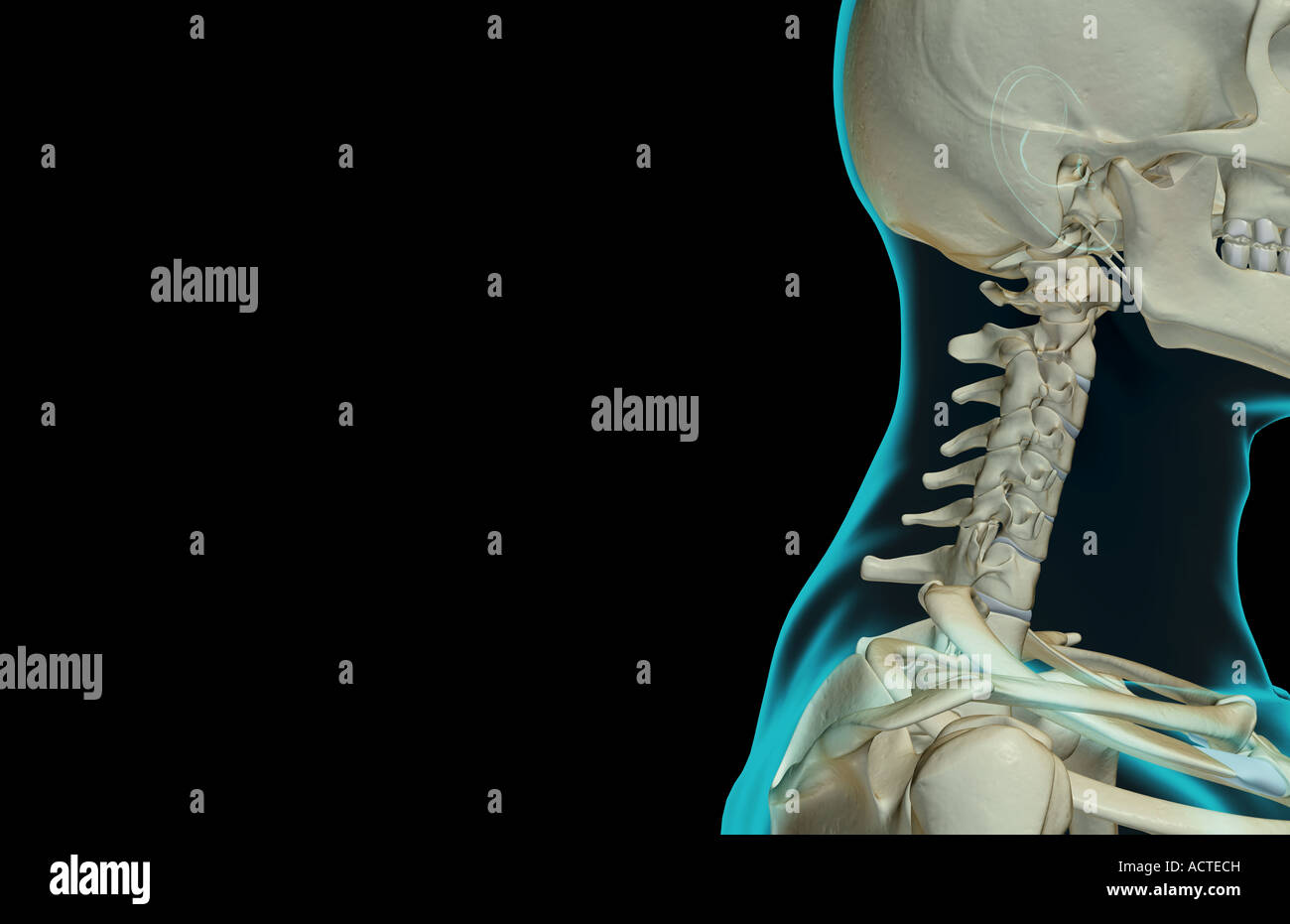 Mastoid bones hi-res stock photography and images - Alamy
