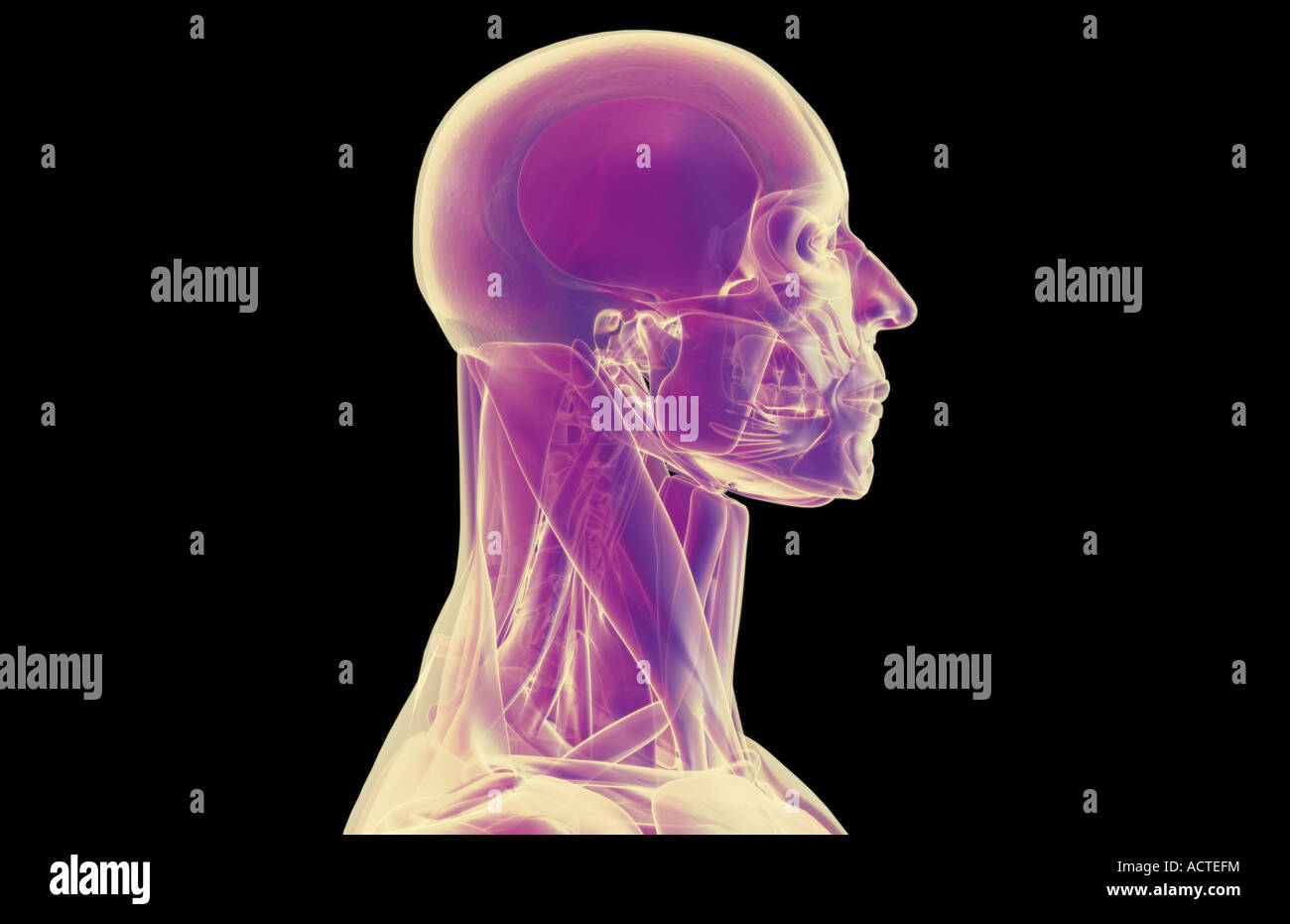 Anterior view of the muscles hi-res stock photography and images - Alamy