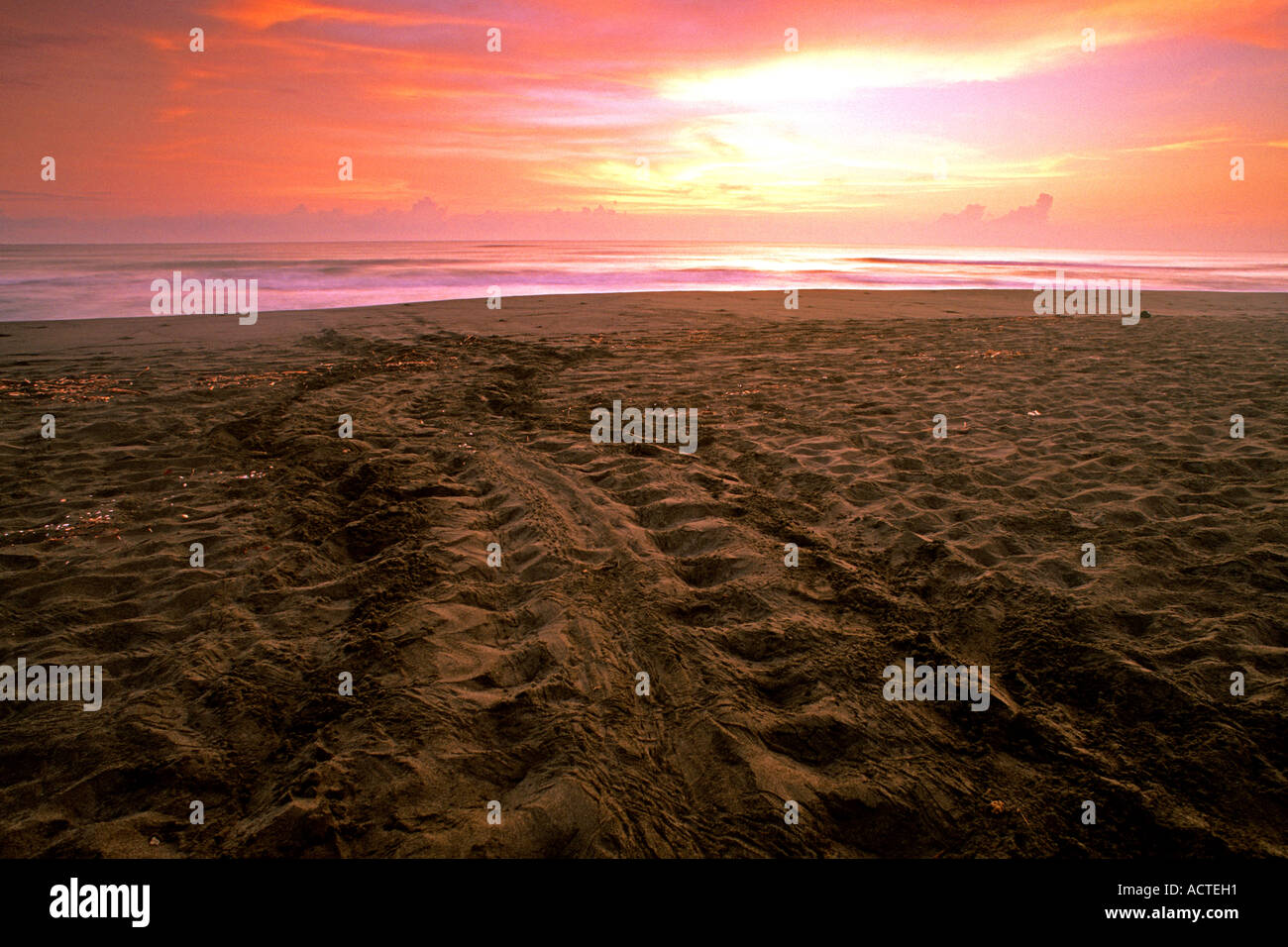 Leatherback turtle track on beach at sunrise, Costa Rica caribbean ...