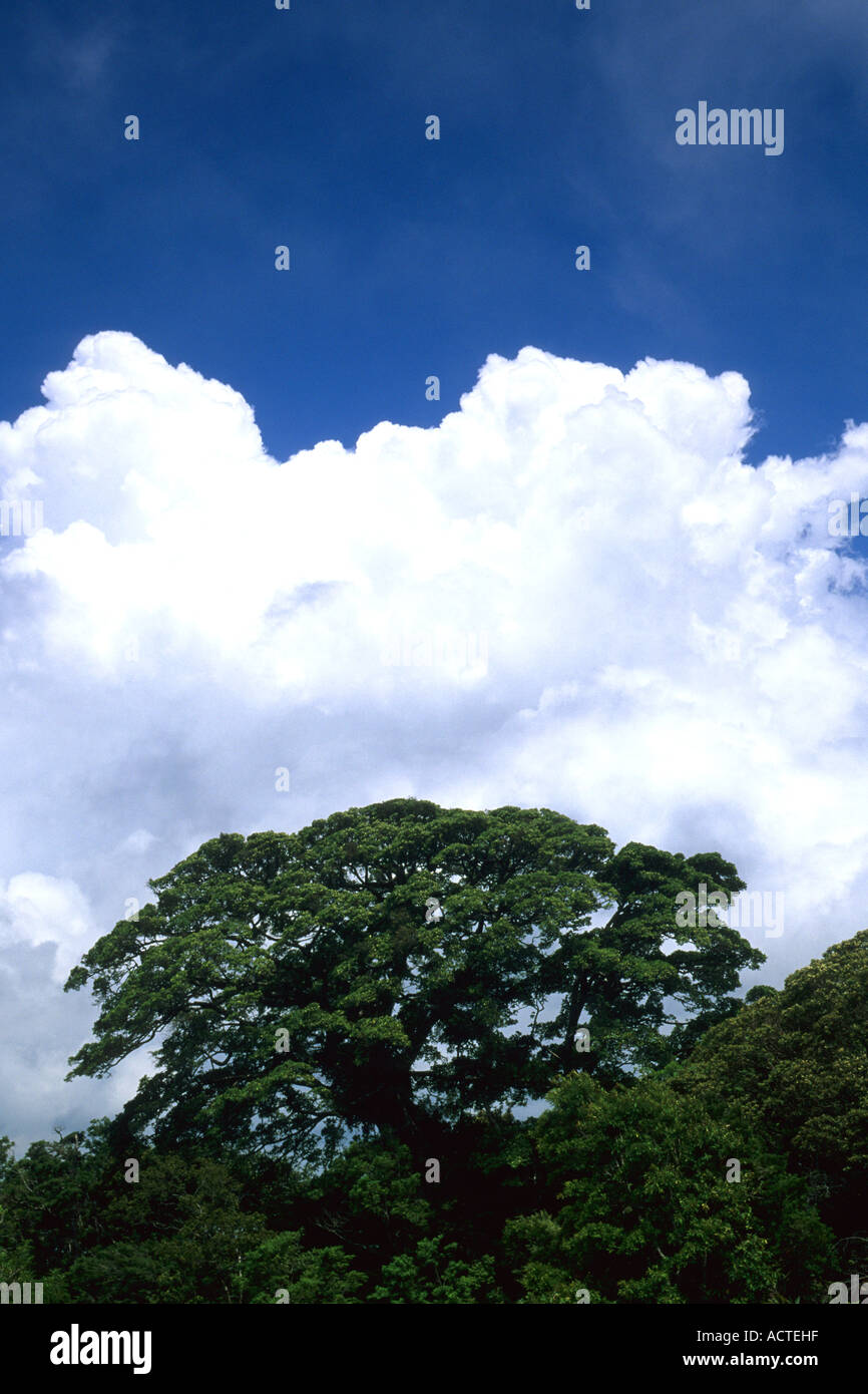 Rainforest Emergent Tree and clouds in the Monteverde Cloud Forest ...