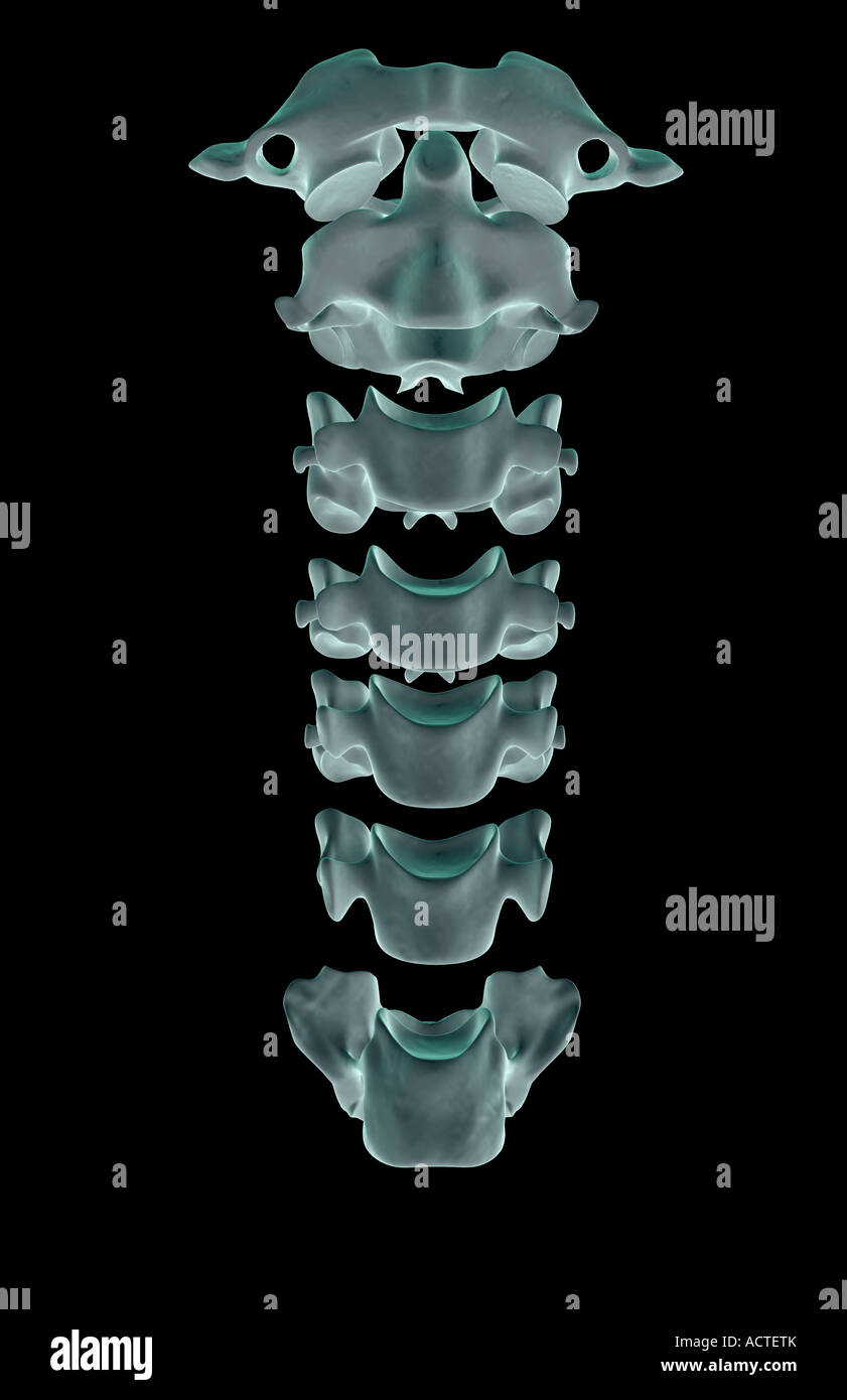 The cervical vertebrae Stock Photo - Alamy
