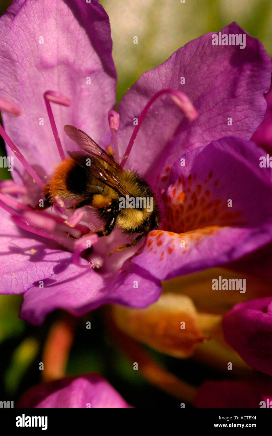 Bumble bee getting pollen from Rhododendron Stock Photo - Alamy