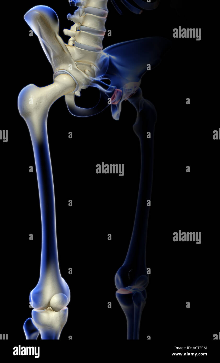The bones of the lower limb Stock Photo - Alamy