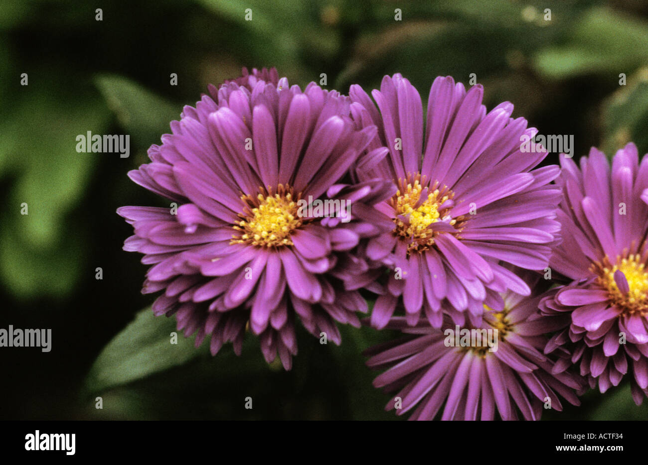 Botanical Gardens England Aster Stock Photo - Alamy