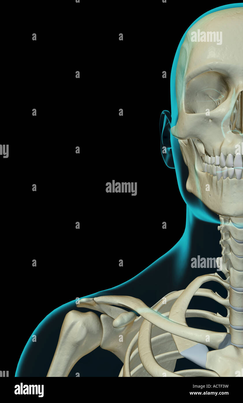 The bones of the face neck and shoulder Stock Photo - Alamy