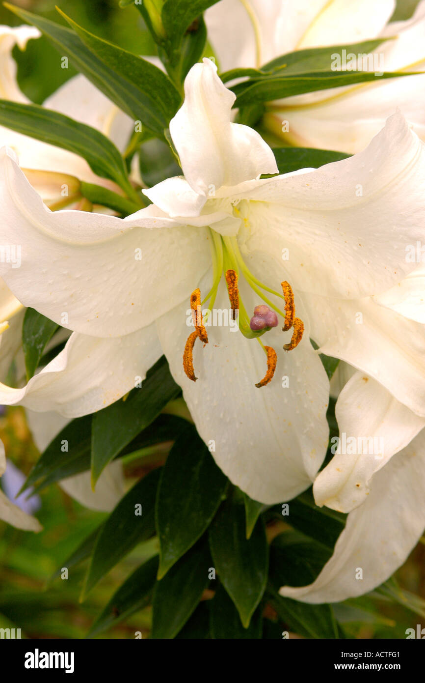 White easter lilies hi-res stock photography and images - Alamy