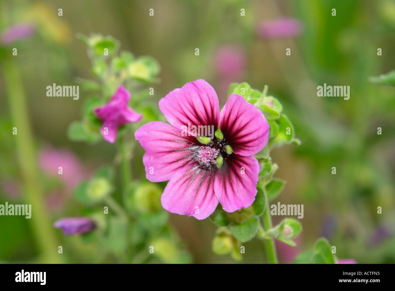Flower in botanical garden Lokrum island Dubrovnik Adria Dalmatia ...