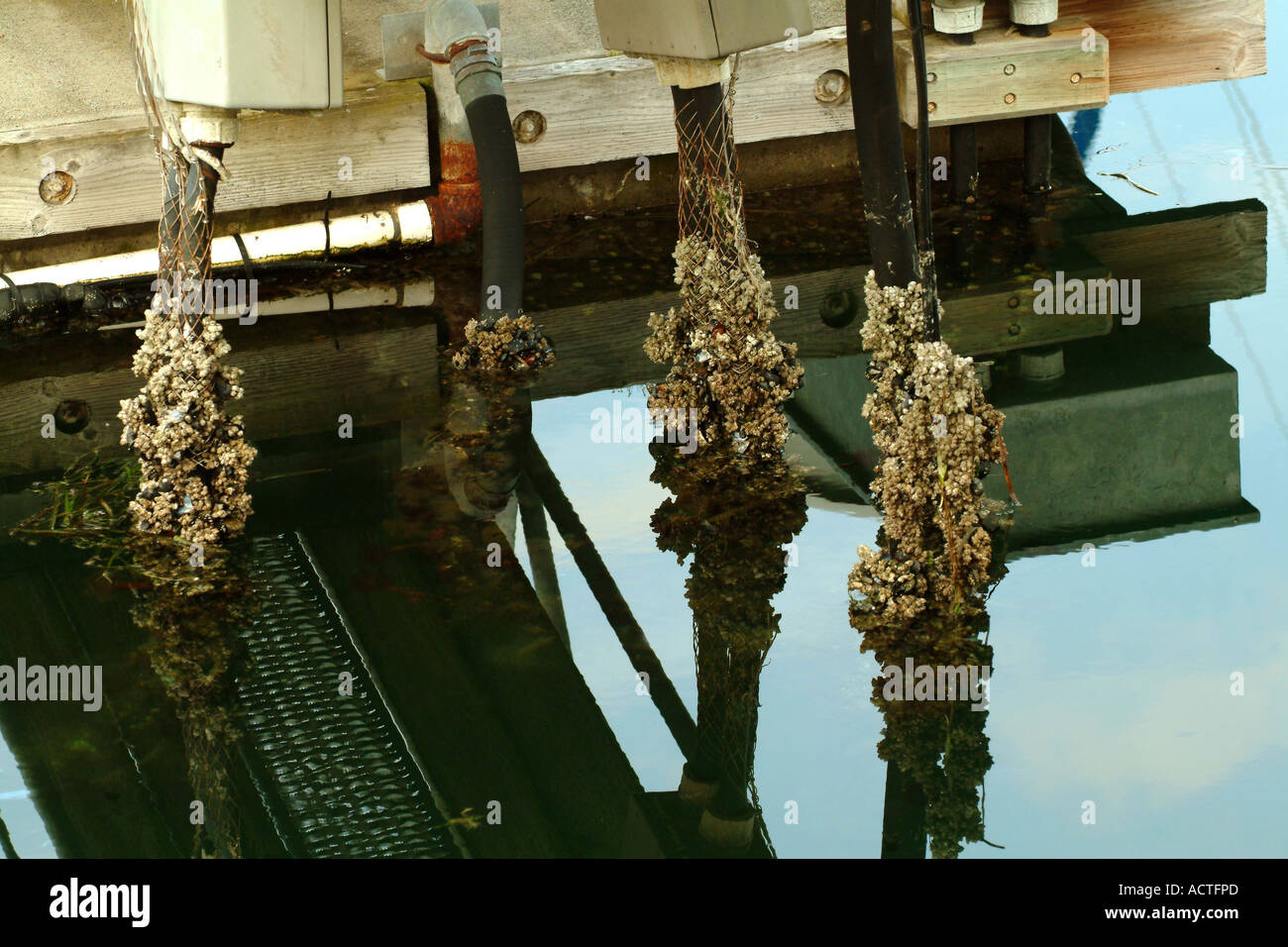 Barnacles On Pier Stock Photos & Barnacles On Pier Stock Images - Alamy